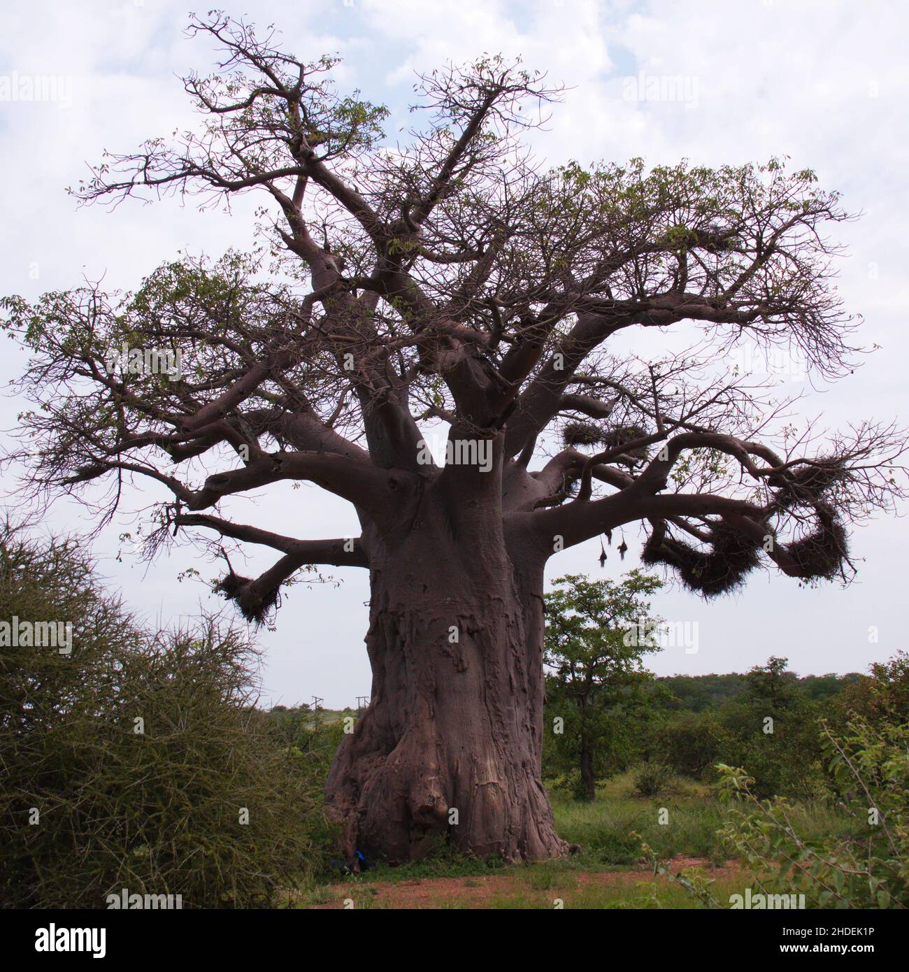 Baobab tree in South Africa Stock Photo - Alamy