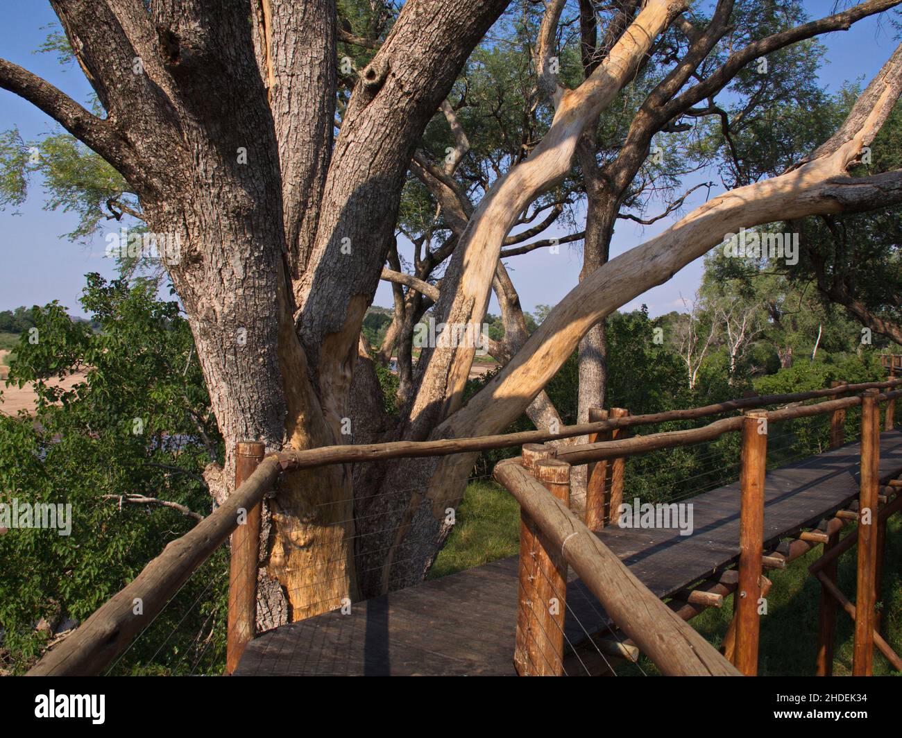 Board walk in Great Limpopo Transfrontier Park in Africa Stock Photo ...