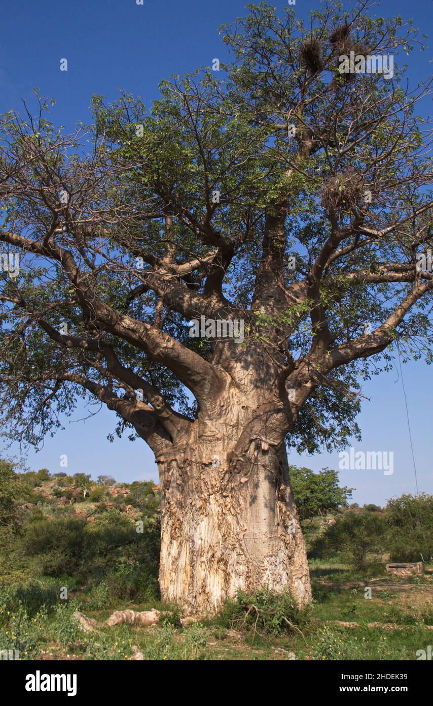 Baobab tree in South Africa Stock Photo - Alamy