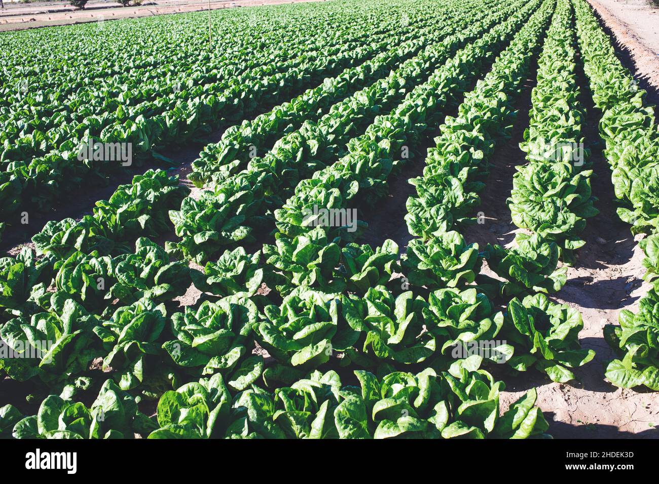 vast field of spinach plantation Stock Photo - Alamy