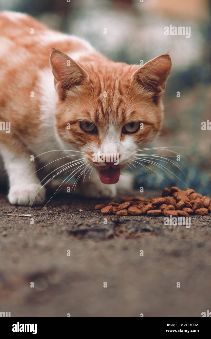 Cats meow hi-res stock photography and images - Alamy