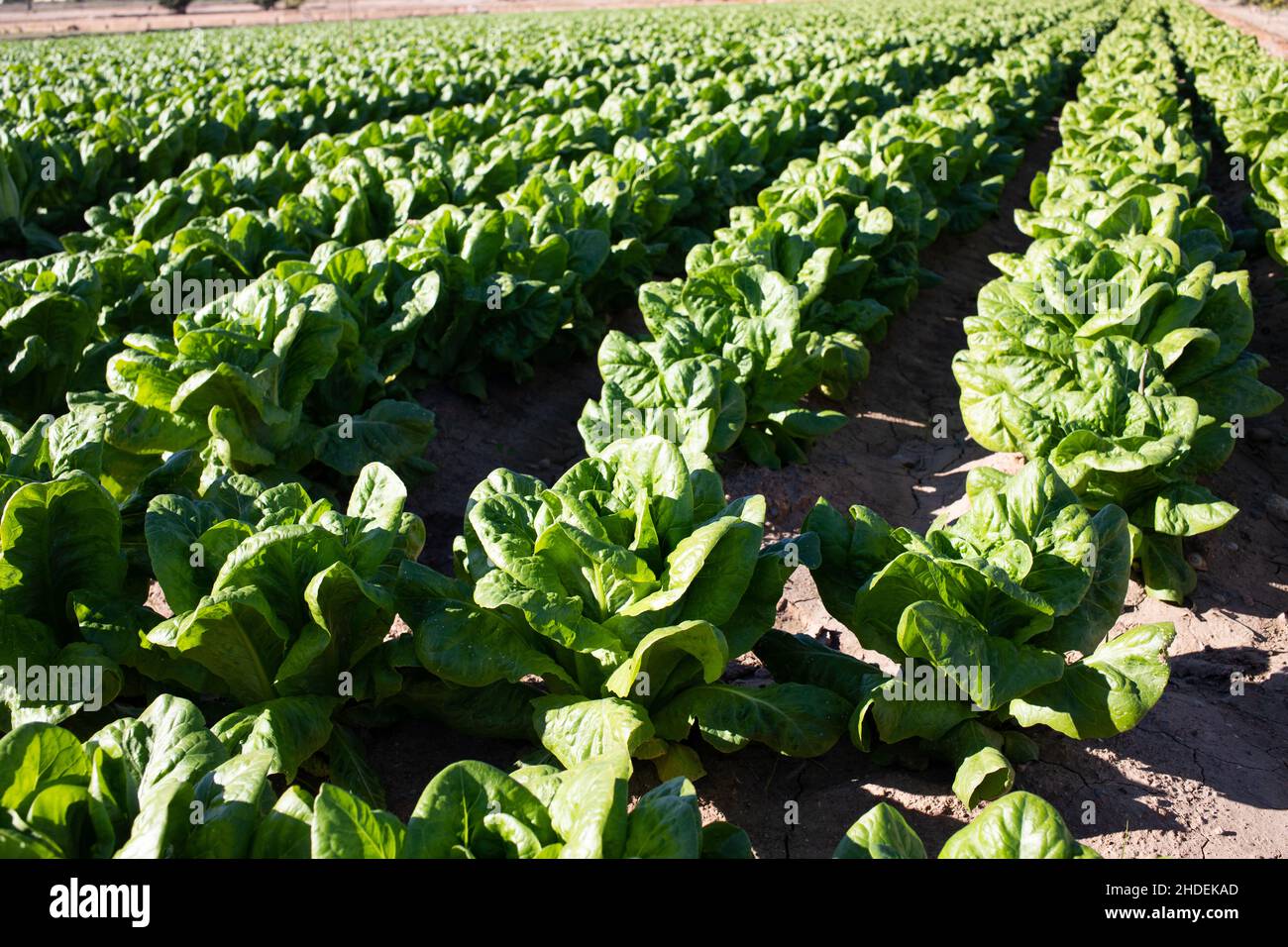 vast field of spinach plantation Stock Photo - Alamy