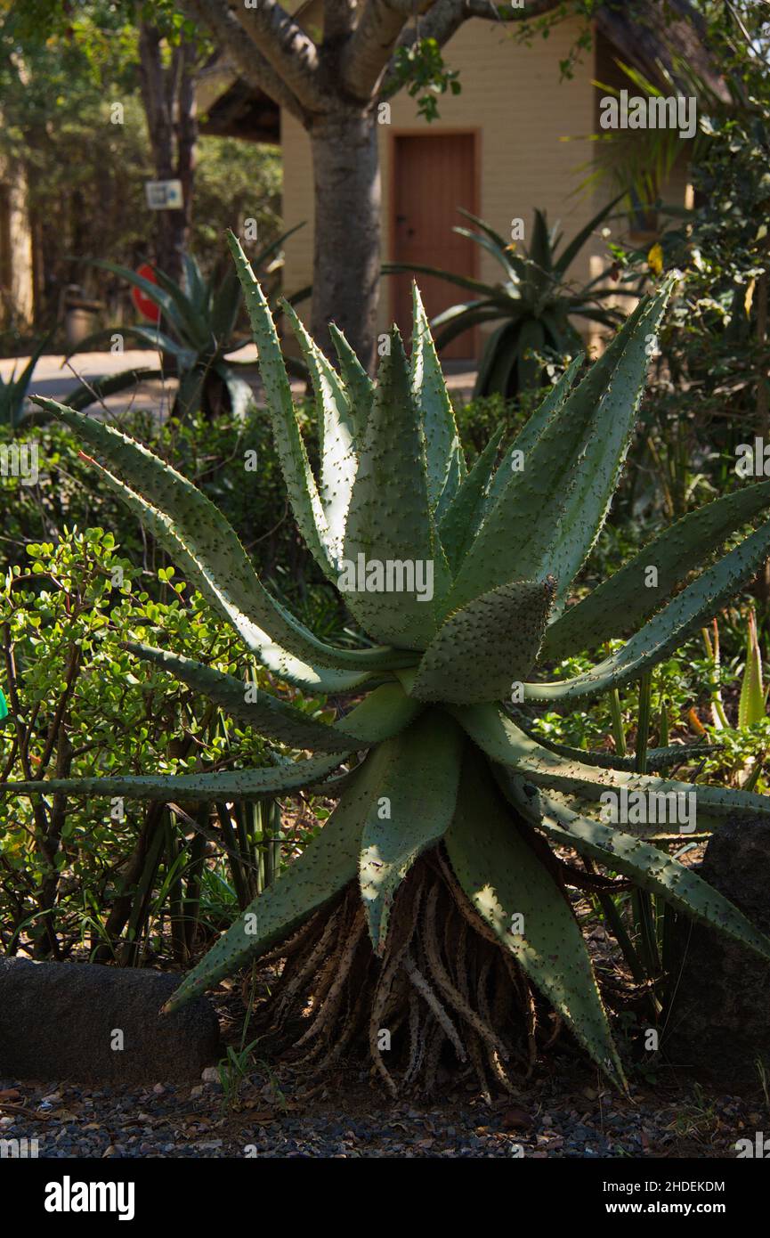 Agave plant at the entry to Kruger National park in South African ...