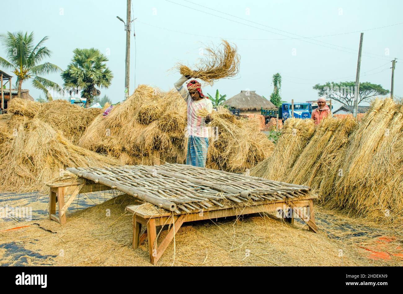 Traditional method of rice threshing hi-res stock photography and images - Alamy
