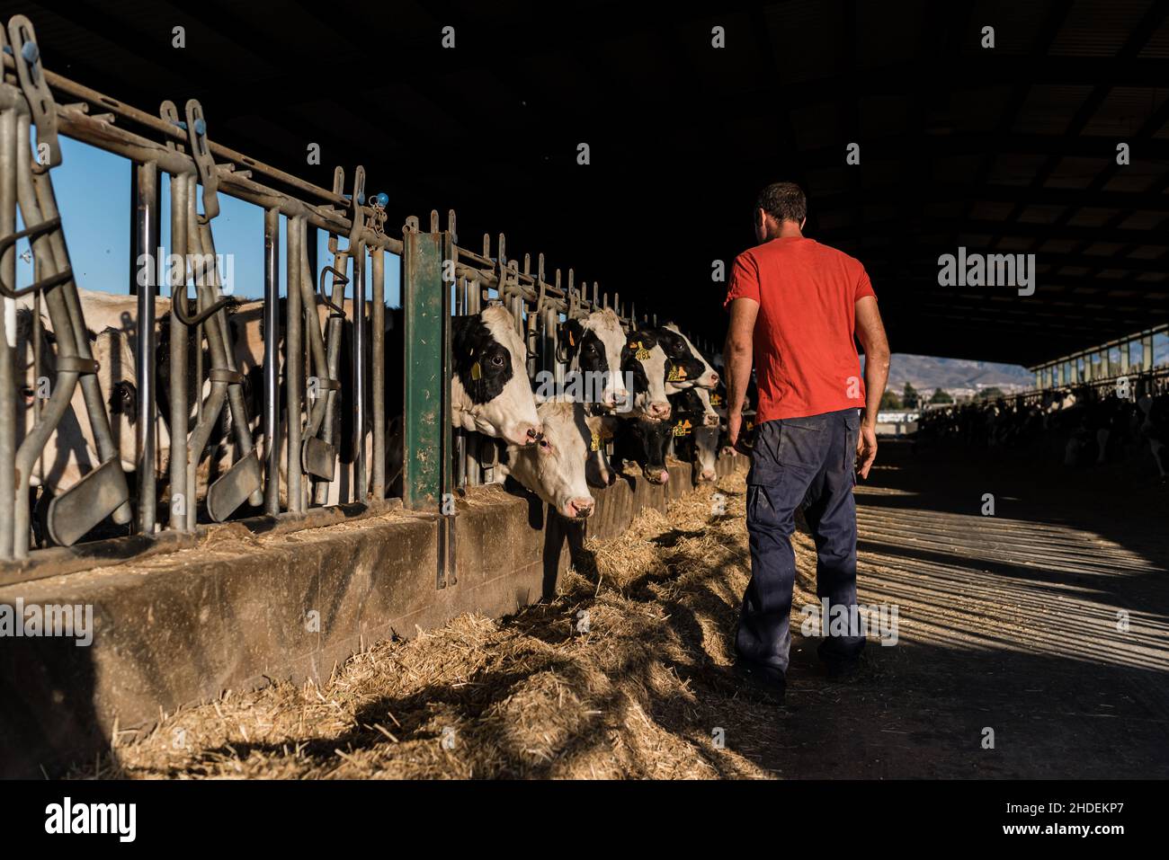 Working in dairy hi-res stock photography and images - Alamy
