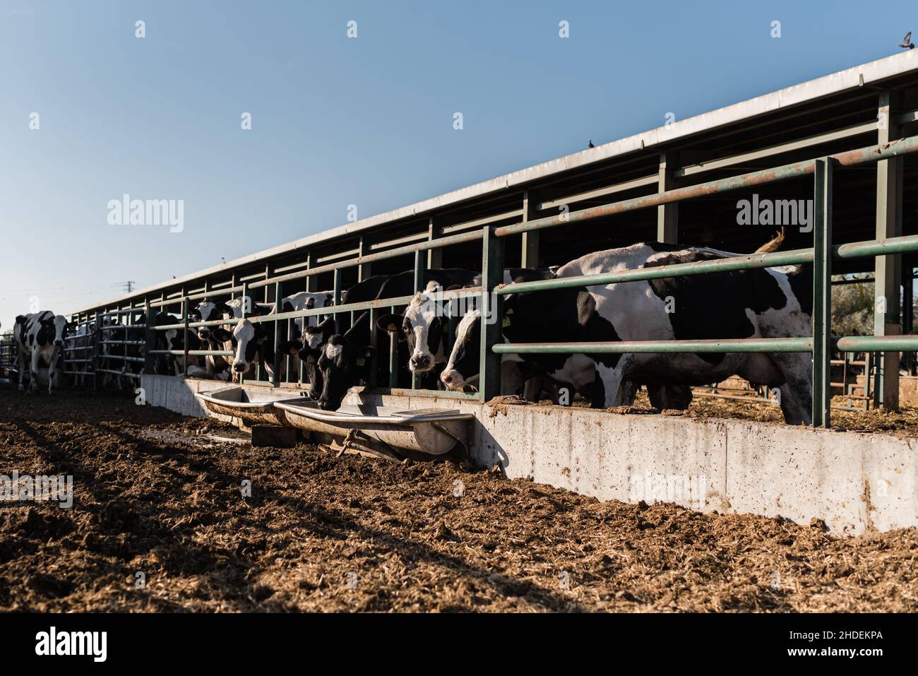 Group of dairy cows in an outdoor cowshed at a dairy farm Stock Photo ...