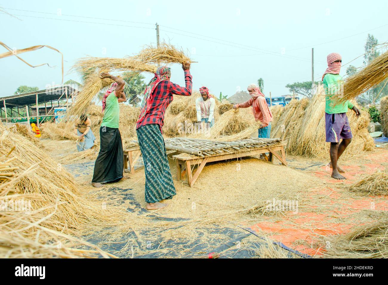 Paddy thrashing process hi-res stock photography and images - Alamy