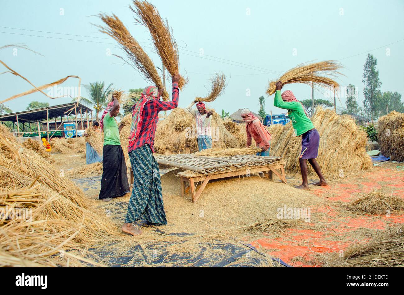 Group people threshing rice crop hi-res stock photography and images - Alamy
