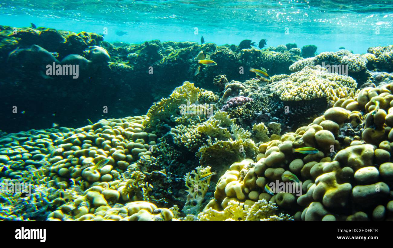 underwater beach of the red sea. underwater life in clear water corals ...