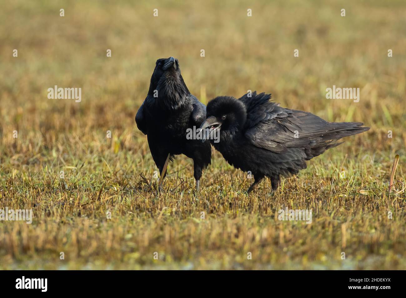 Raven cawing hi-res stock photography and images - Alamy