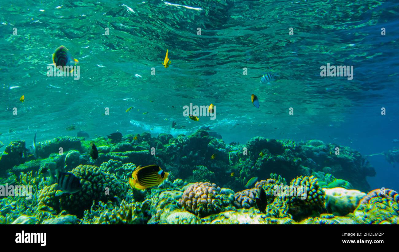 butterfly fish swim among the reefs in the red sea Stock Photo - Alamy
