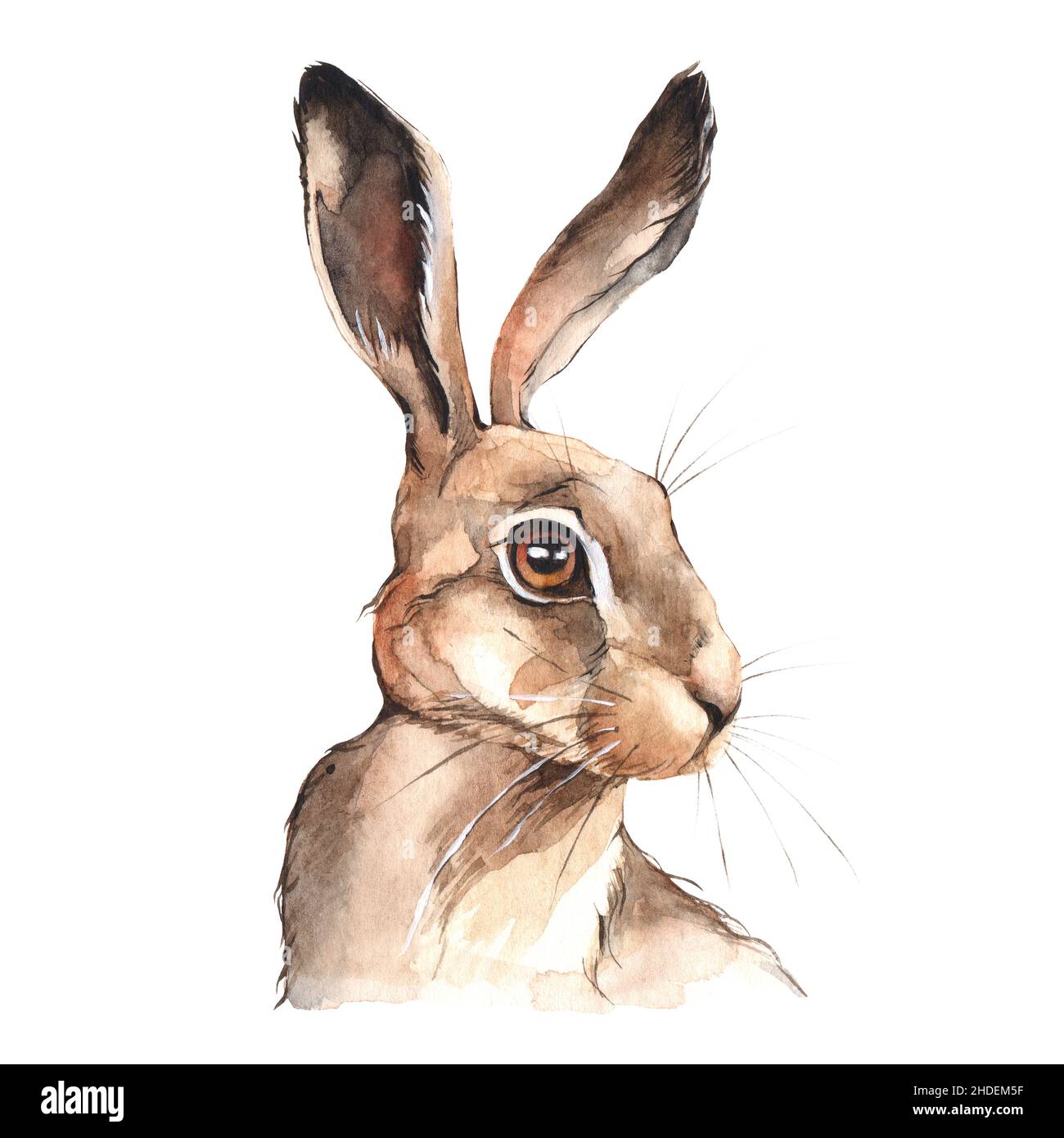 Hare head portrait. Watercolor illustration on white Stock Photo - Alamy