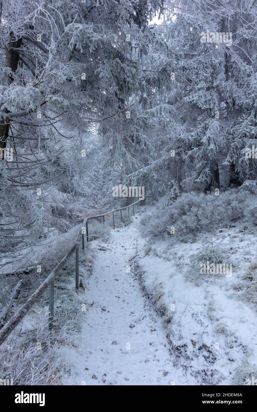 Aerial view of pine trees in Ruppberg at winter in Thuringian Forest ...