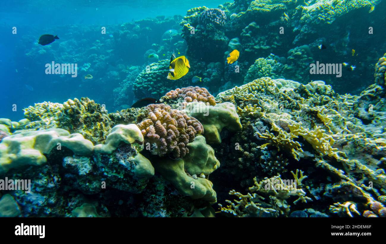 butterfly fish swim among the reefs in the red sea Stock Photo - Alamy
