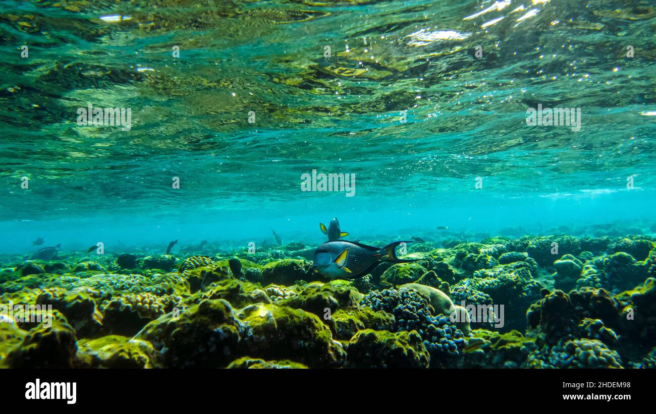 Sohal Tang (Acanthurus sohal) surgeonfish in red sea Stock Photo - Alamy