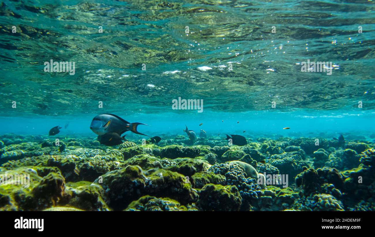 Sohal Tang (Acanthurus sohal) surgeonfish in red sea Stock Photo - Alamy