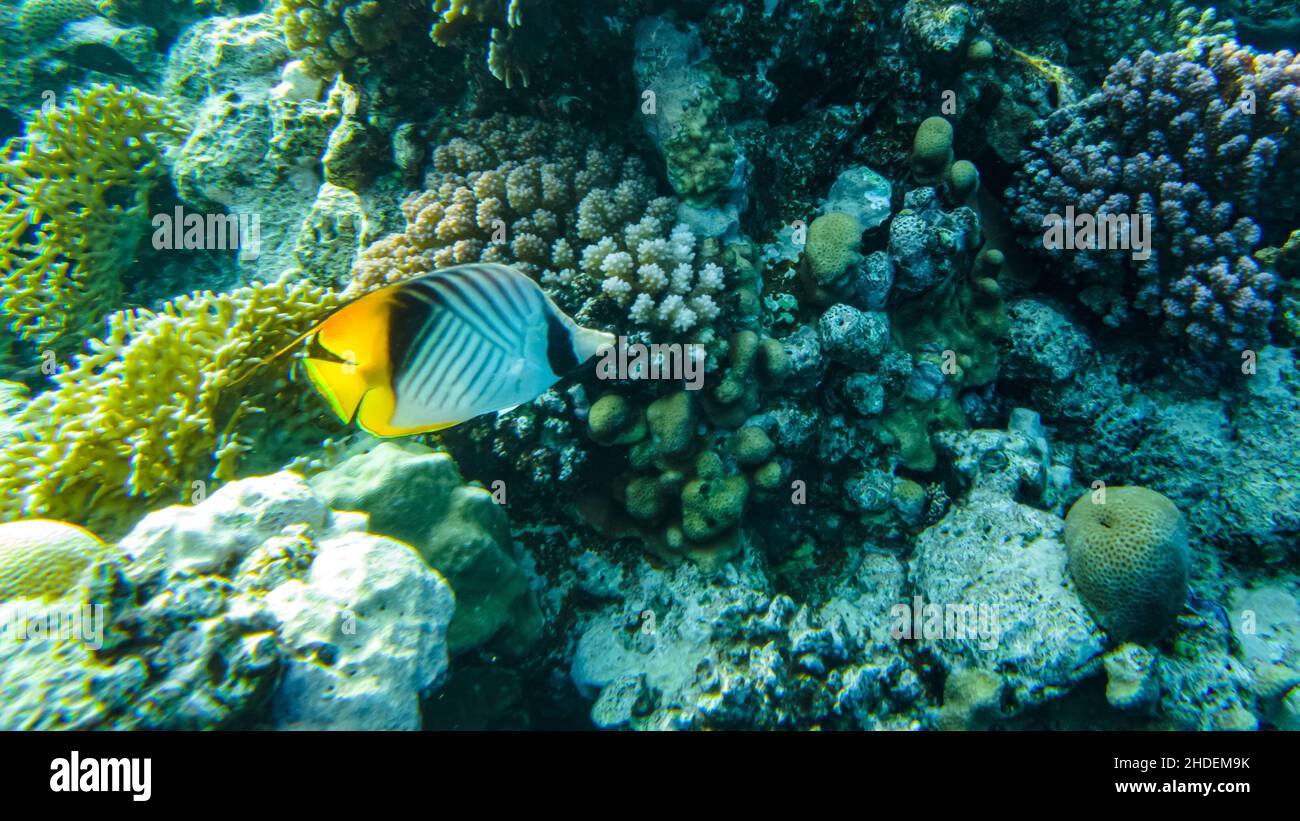 butterfly fish swim among the reefs in the red sea Stock Photo - Alamy
