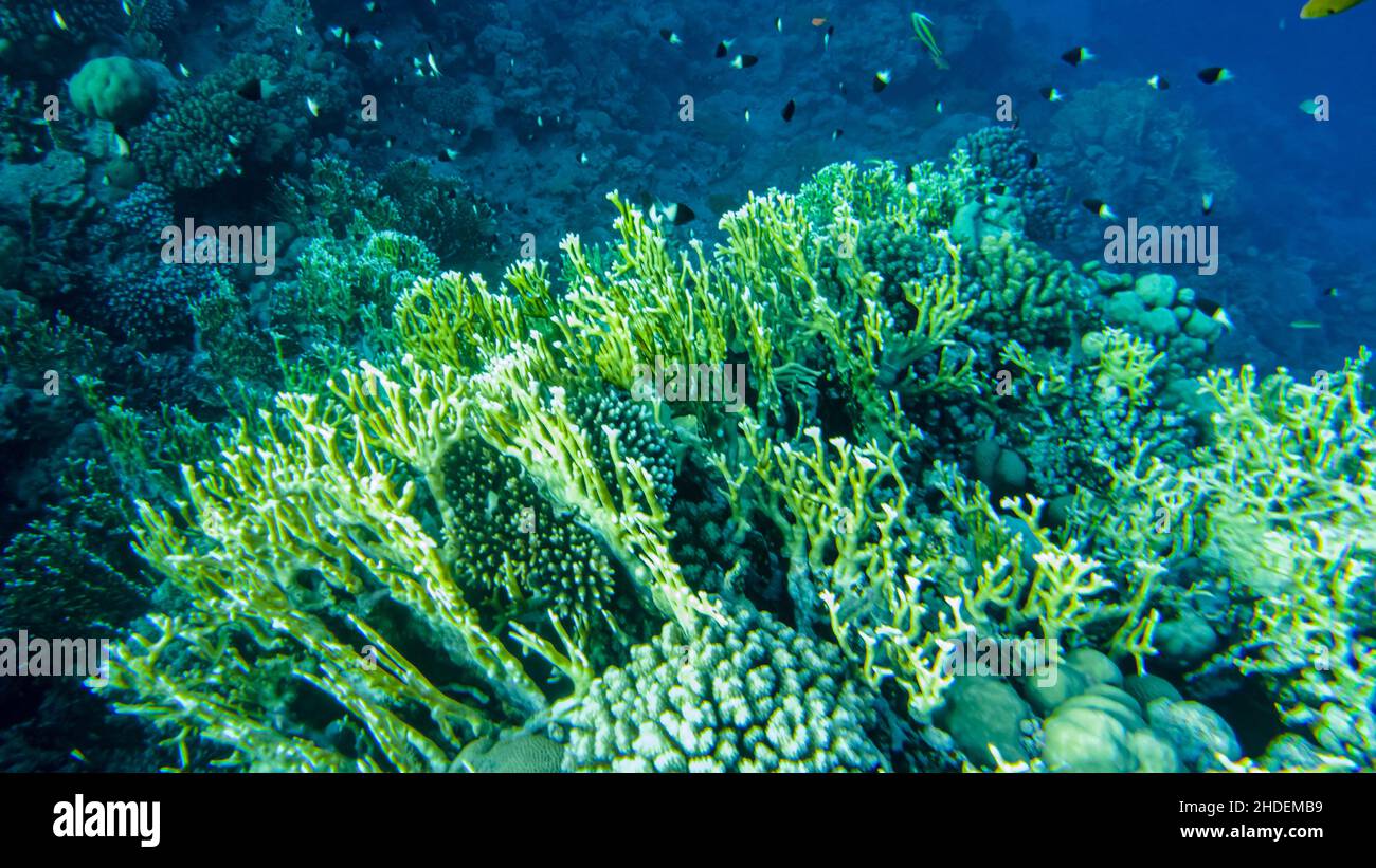 Coral Reef Plankton