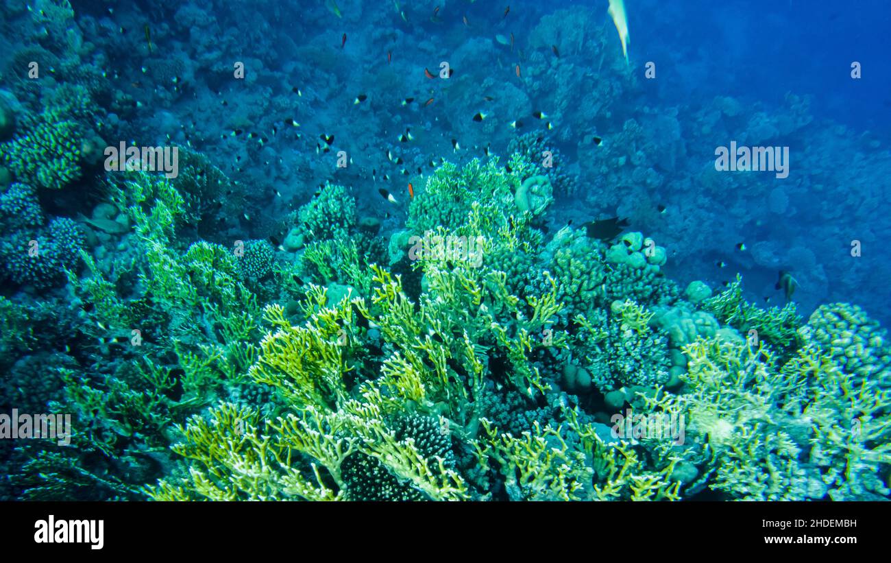 underwater beach of the red sea. underwater life in clear water corals ...