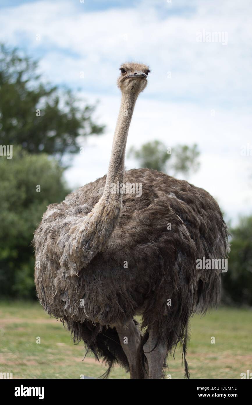 Female ostrich enjoying a morning stroll Stock Photo - Alamy