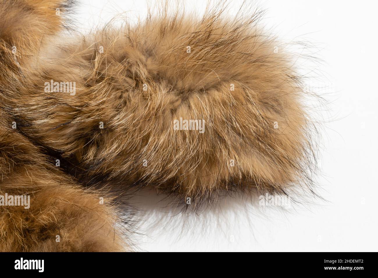 Fluffy ginger tousled wild animal fur on white background Stock Photo ...