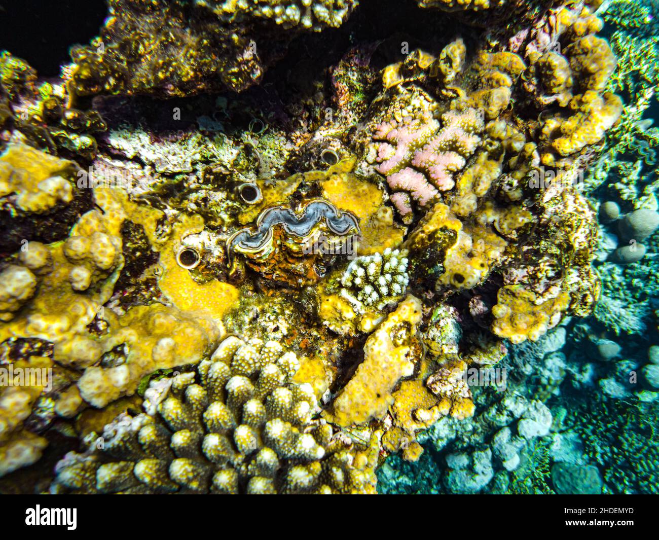 giant blue clams in coral in the red sea Stock Photo - Alamy