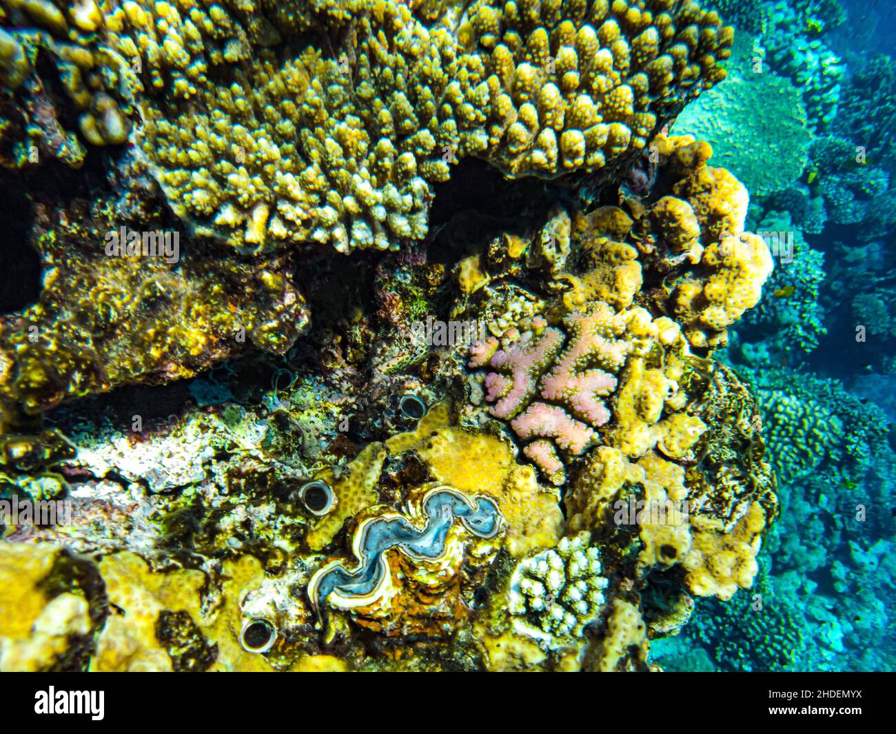 giant blue clams in coral in the red sea Stock Photo - Alamy