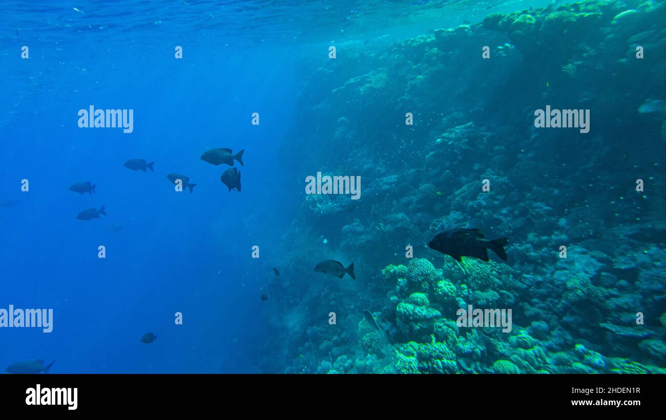 Kyphosus sectator in the blue water of the red sea Stock Photo - Alamy