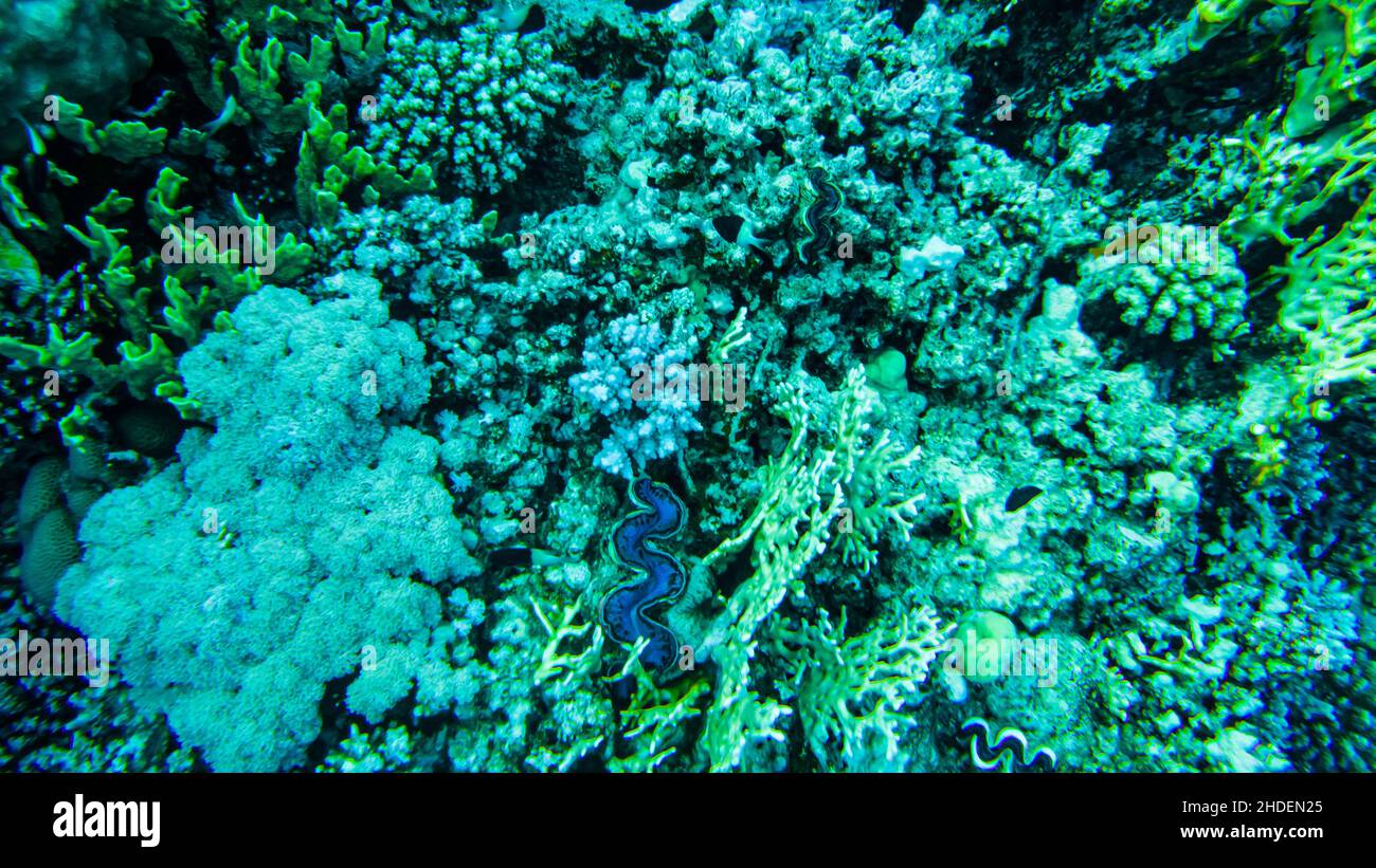 giant blue clams in coral in the red sea Stock Photo - Alamy