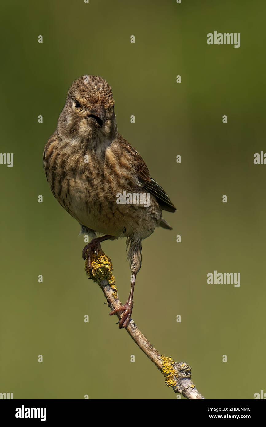 Vertical shot of a cute Common Linnet bird sitting on the branch of a ...