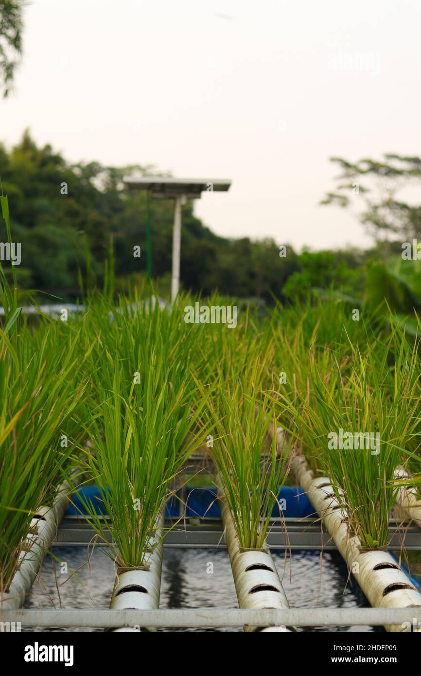 Hydroponic rice field in the afternoon Stock Photo - Alamy
