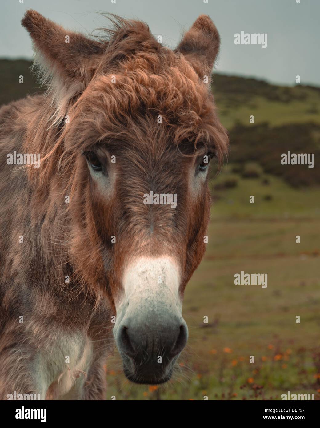 Close-up shot of a donkey during the day Stock Photo - Alamy