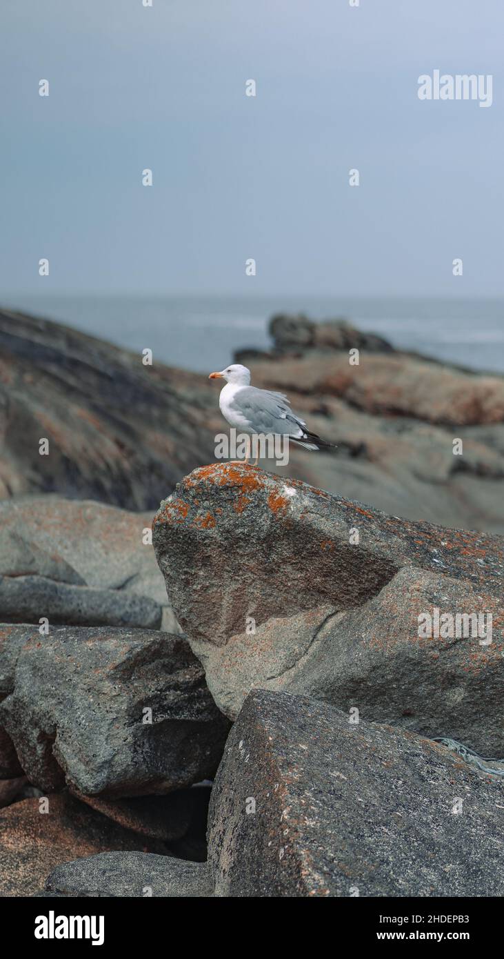 Vertical shot seagull standing hi-res stock photography and images - Alamy