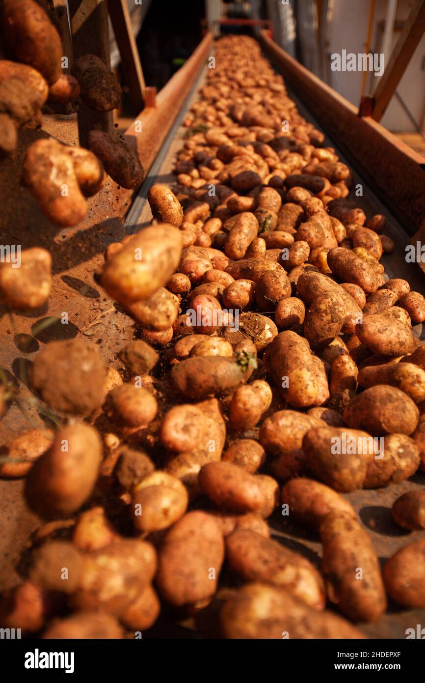 Factory interior. Chips production. Factory equipment, product ...