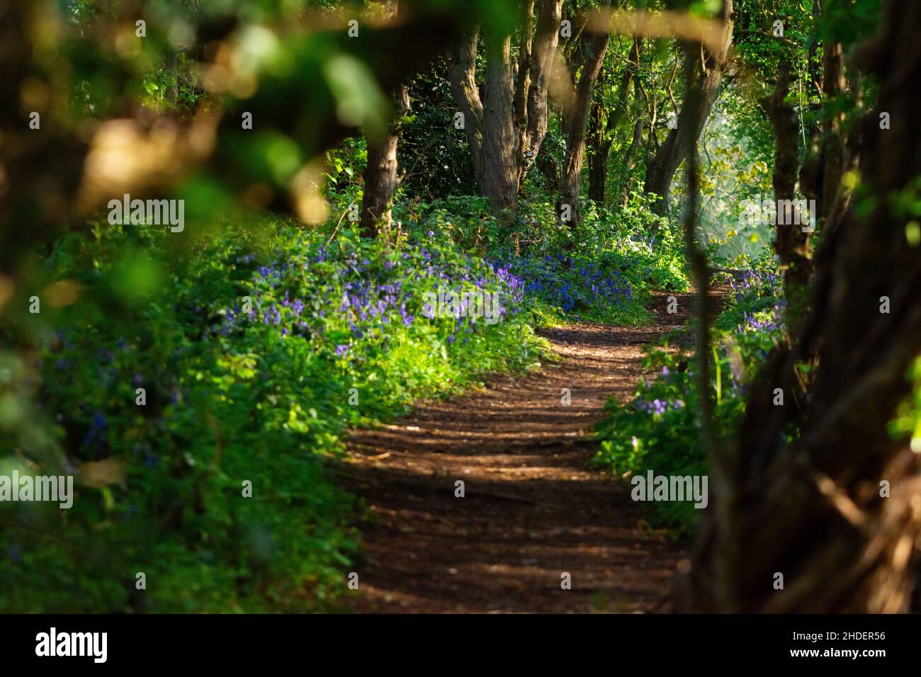 Horizontal forest path landscape Stock Photo - Alamy