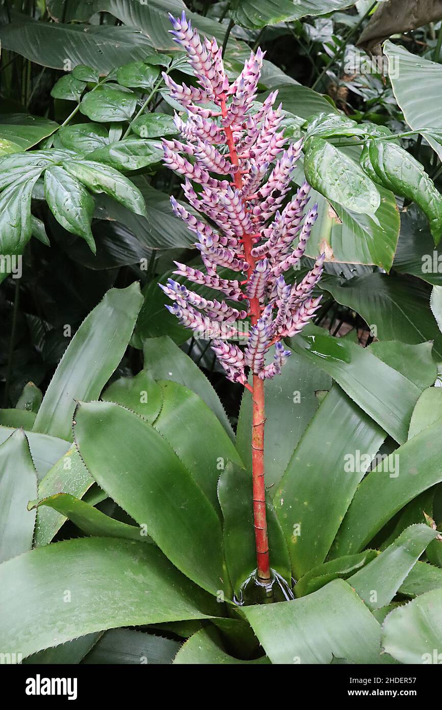 Strap shaped leaves hi-res stock photography and images - Alamy