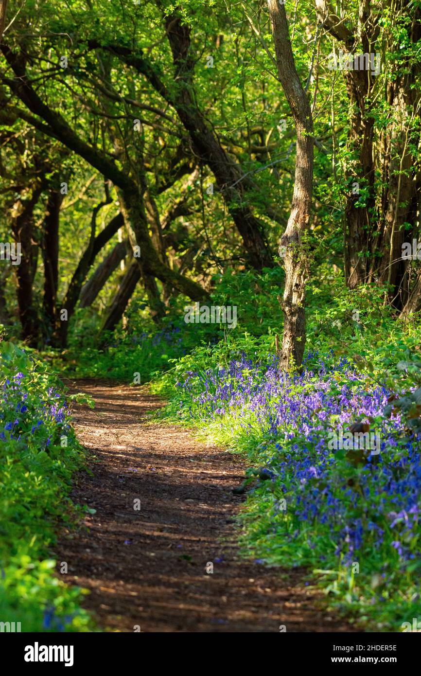 Flowery road hi-res stock photography and images - Alamy