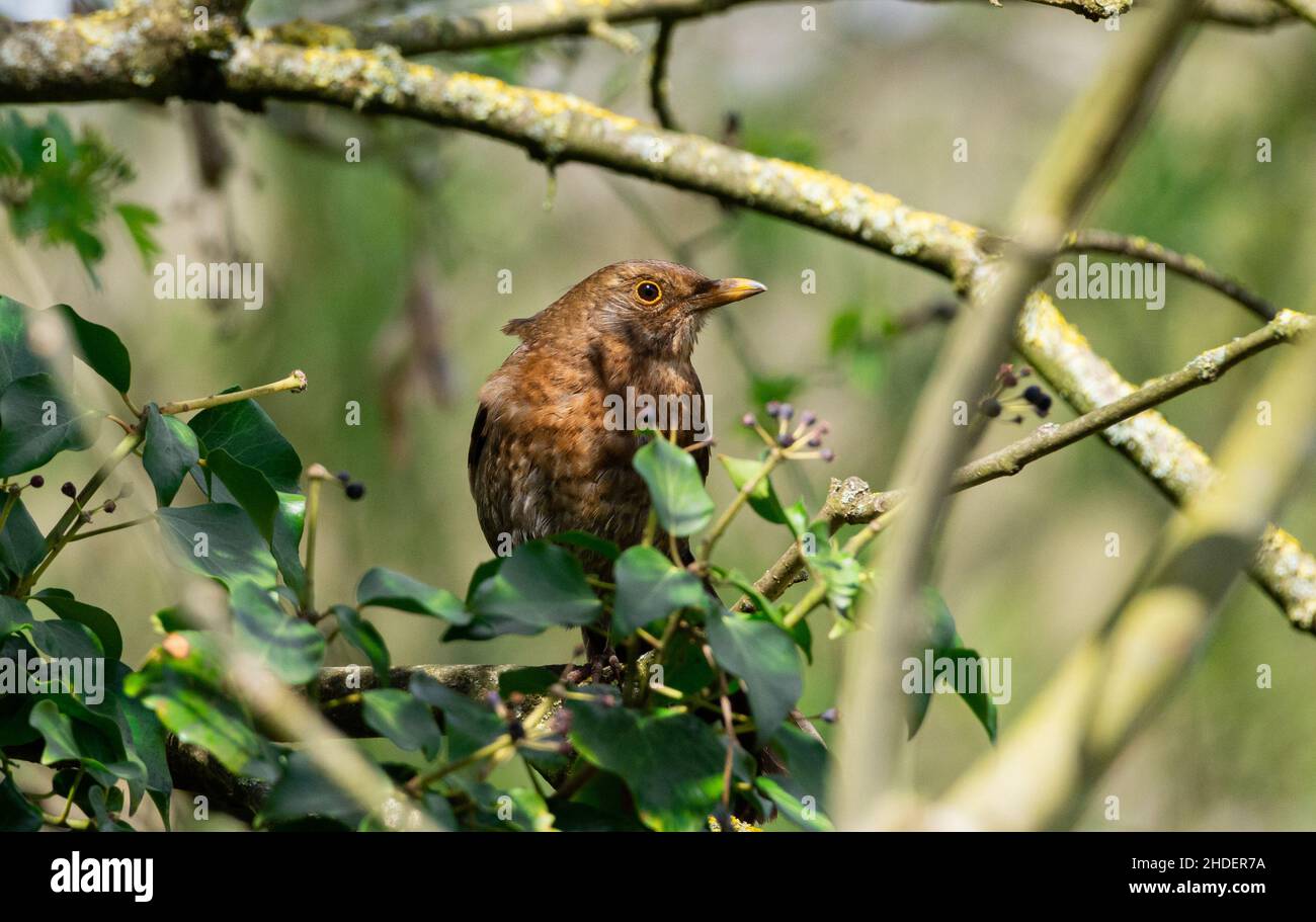 Bird looking to camera hi-res stock photography and images - Alamy