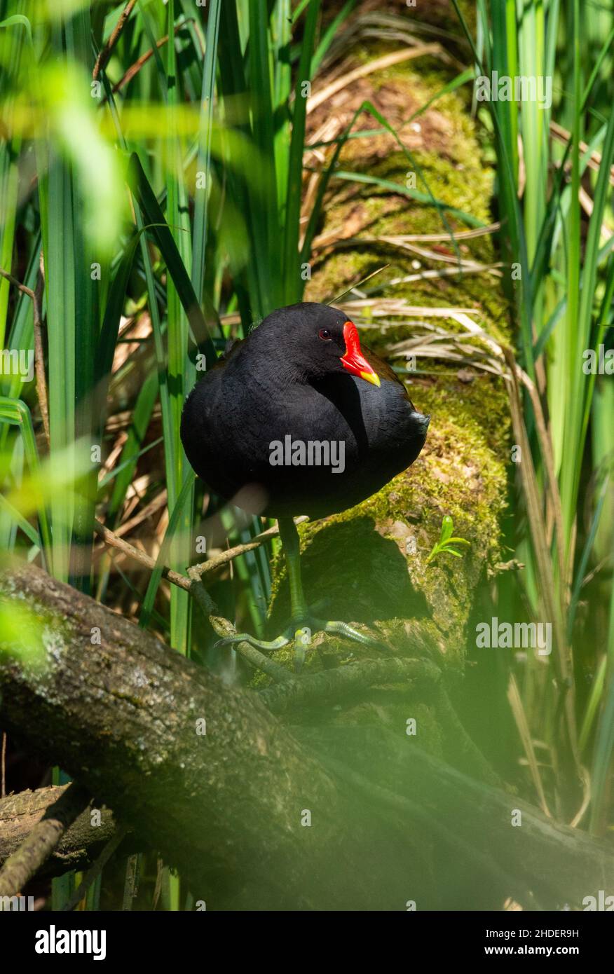 Sitting on moss hi-res stock photography and images - Alamy