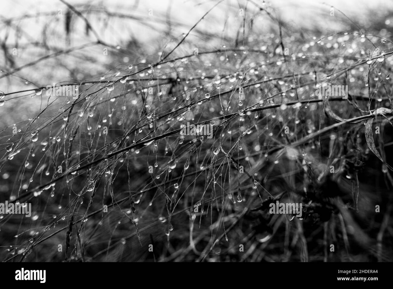 Yellow shower Black and White Stock Photos & Images - Alamy