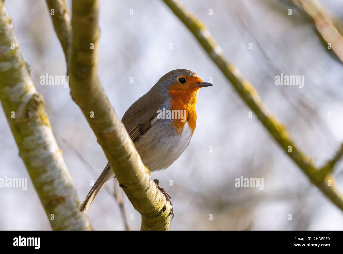 Robin bird looking into camera Stock Photo - Alamy