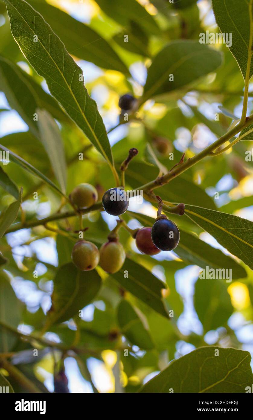 Bay or Laurus nobilis berries closeup. Mediterranean native tree used ...