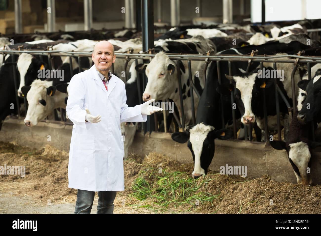 Veterinarian with cows in livestock farm Stock Photo - Alamy