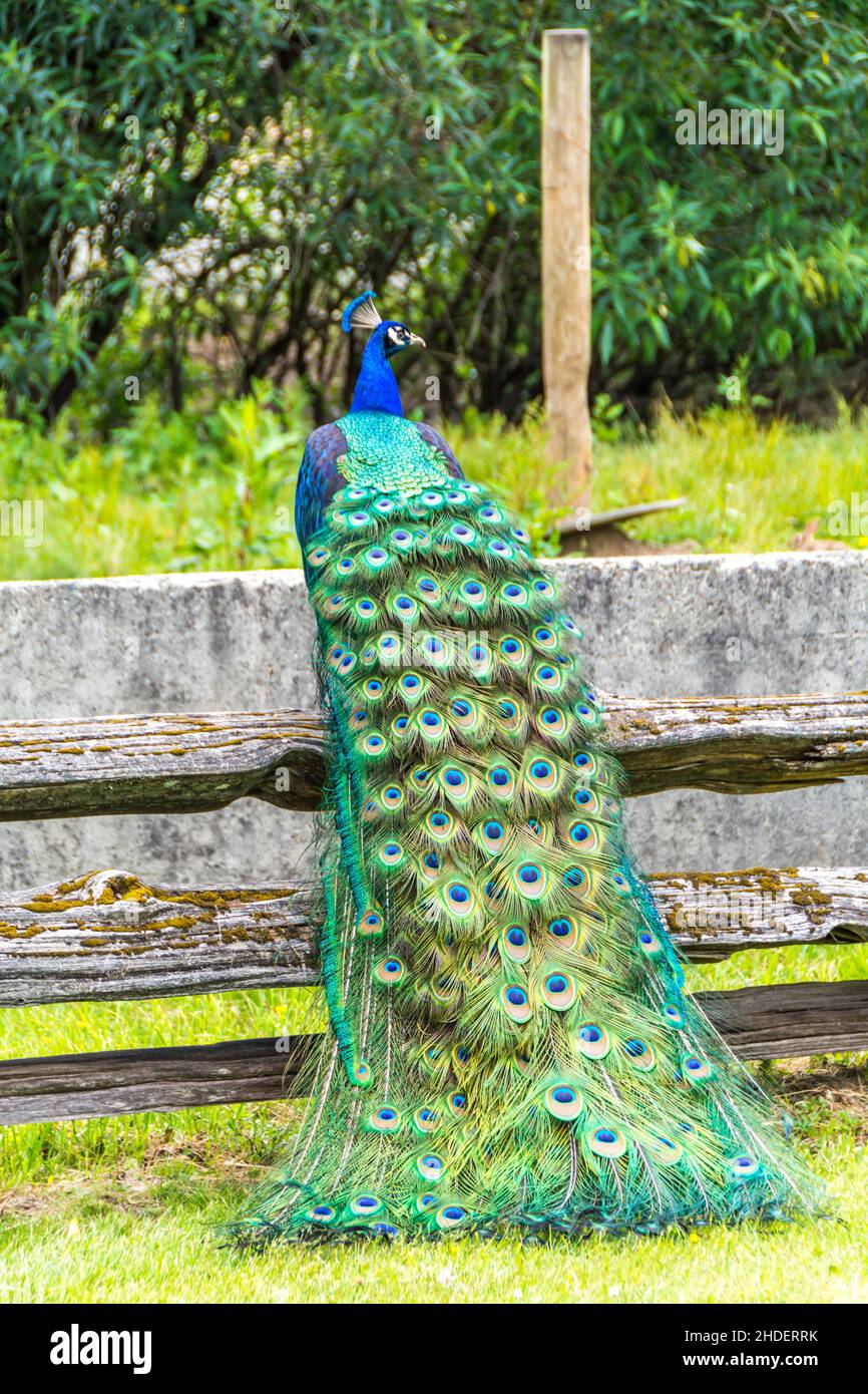 Vertical shot of a beautiful peacock standing on a wooden fence with ...