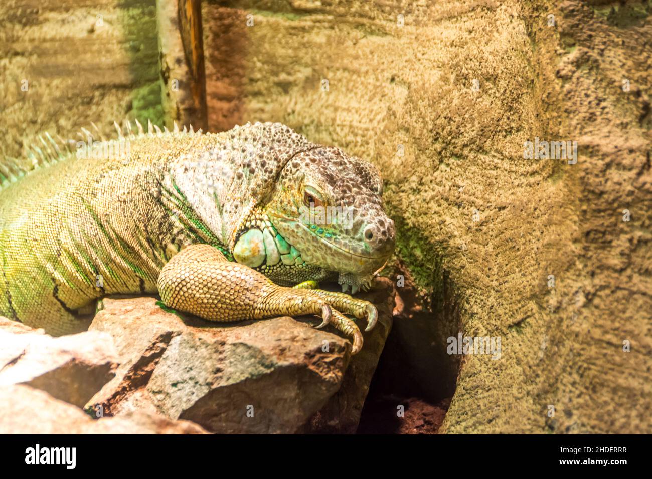 Closeup of a beautiful spotted lizard crawling on a rock Stock Photo ...