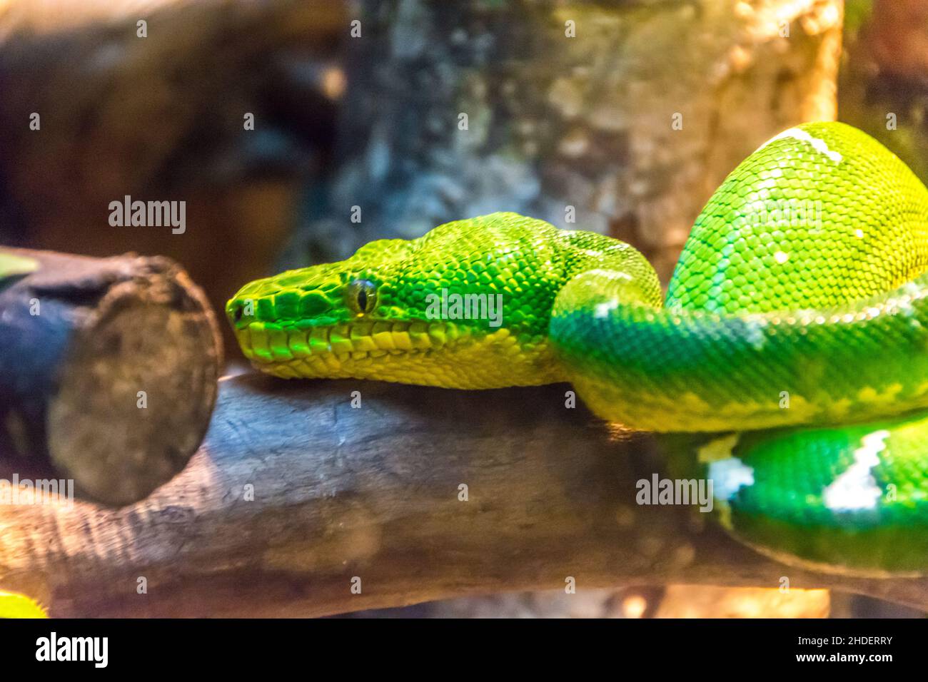 Closeup of a vibrant green snake slithering on a wooden log with a ...