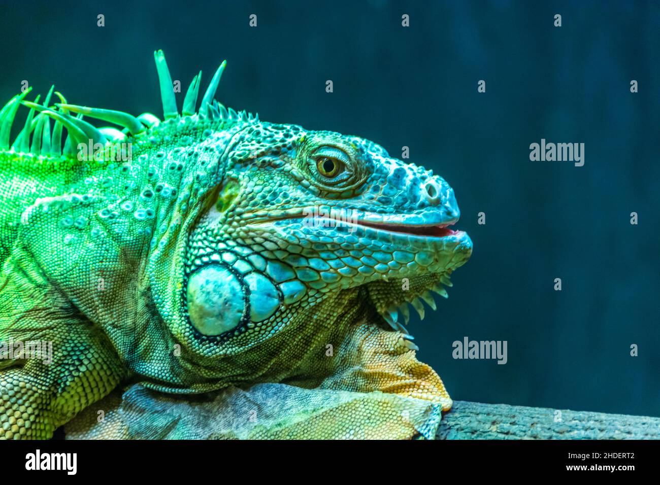 Closeup of a beautiful green scaley lizard with a blurry background ...