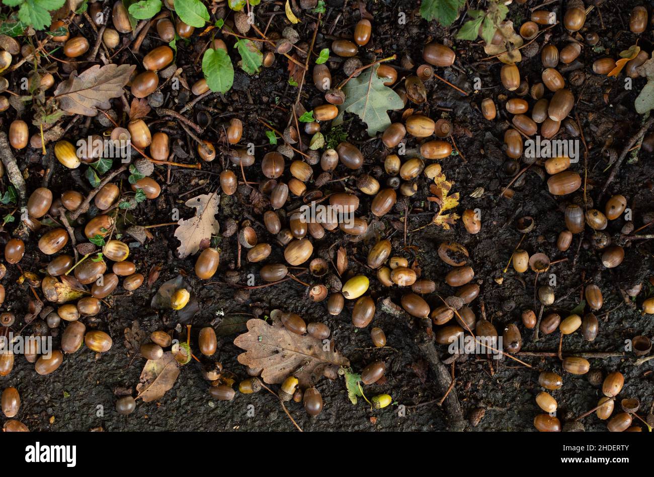 Acorn acorns hi-res stock photography and images - Alamy