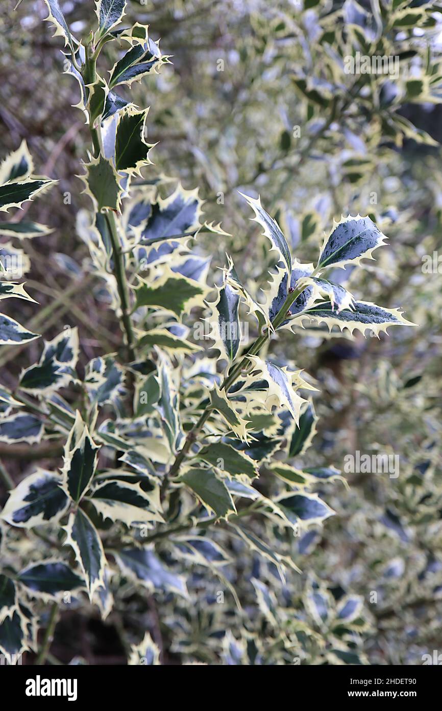 Ilex aquifolium Elegantissima holly Elegantissima – dense foliage with ...