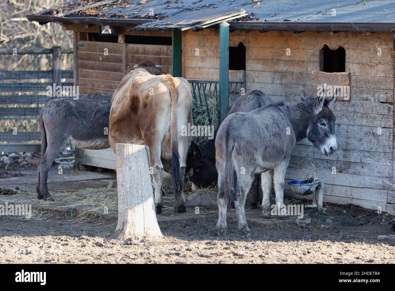 A Cow and Two Donkeys Feeding in a Farm Stock Photo - Alamy